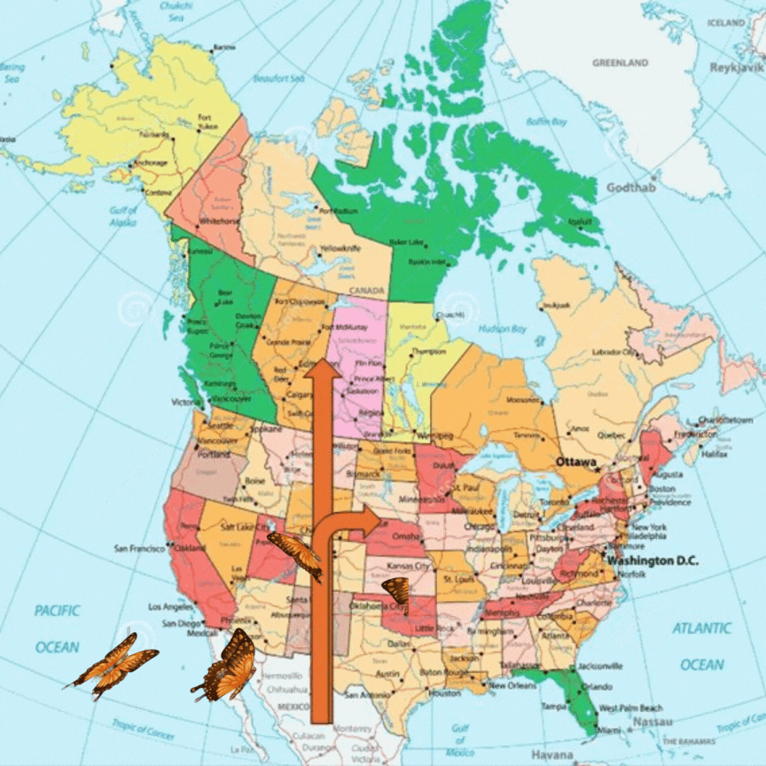 Cartoon Monarch Butterfly Map Home Interactive Monarch Migration Map